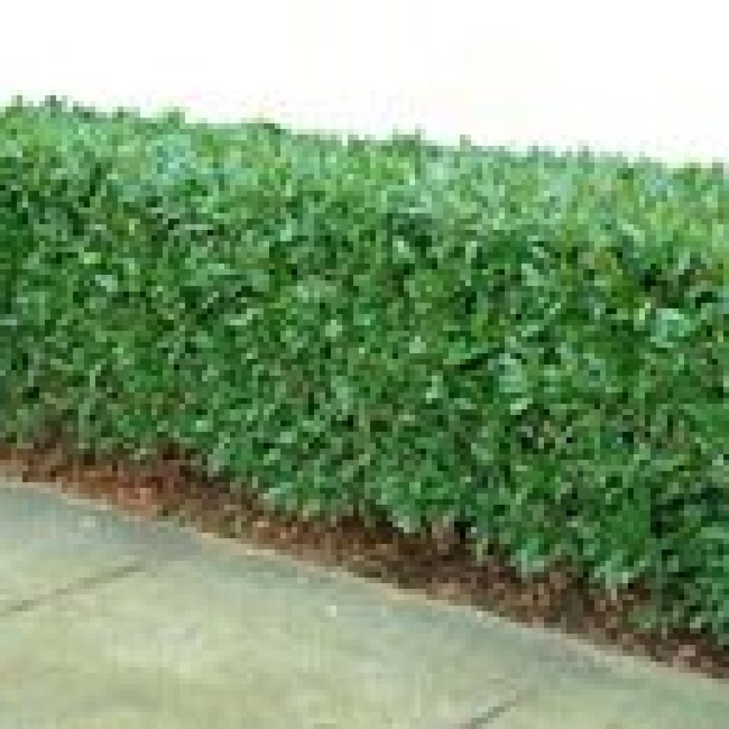 Spacing for Garden Hedging | Forever Green
